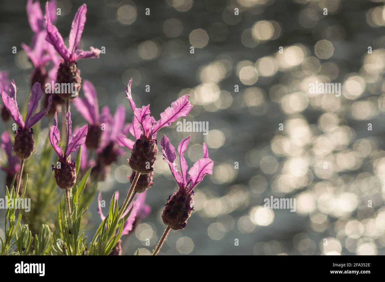 French lavender papillon hi-res stock photography and images - Alamy