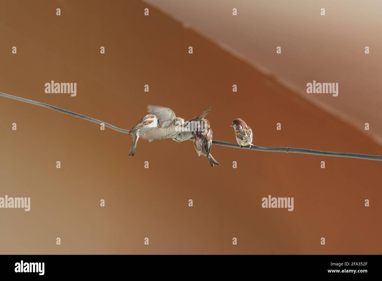 Group of sparrows fighting over a wire Stock Photo - Alamy