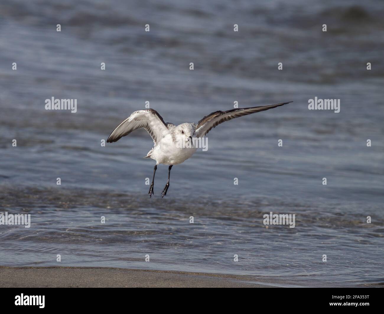 In flight with sanderling hi-res stock photography and images - Alamy