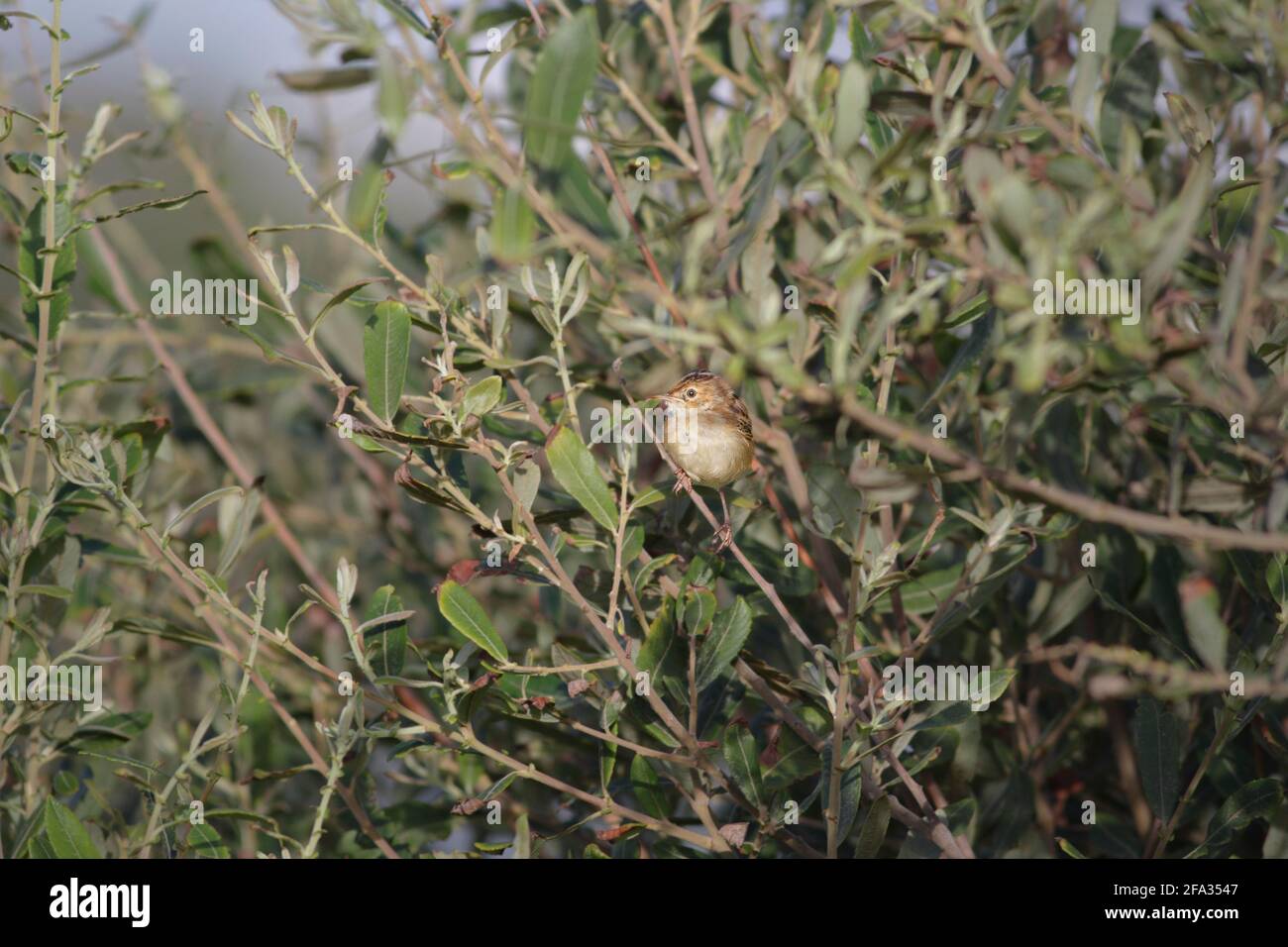 Avian vocalist hi-res stock photography and images - Alamy