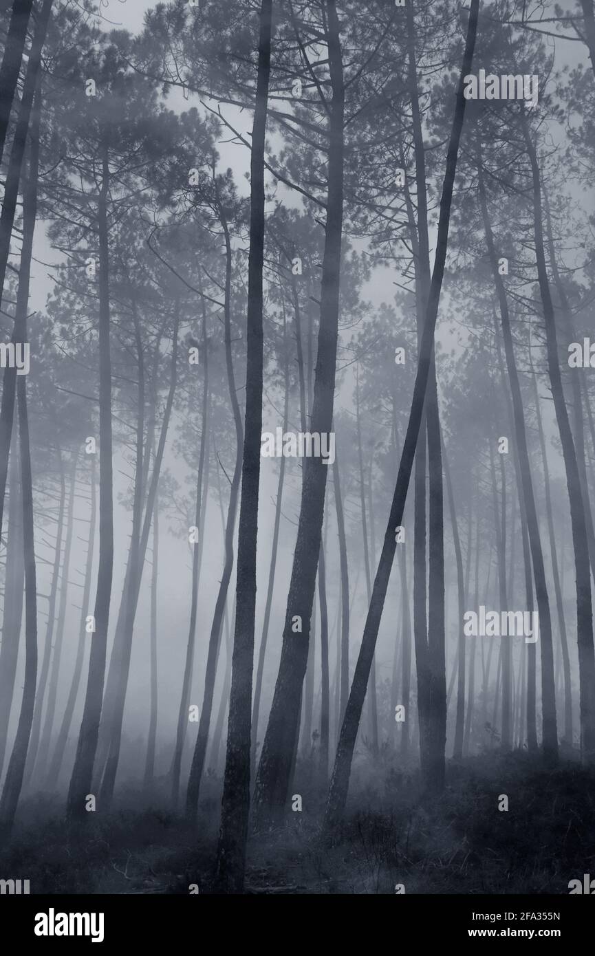 Spooky foggy pine forest at night Stock Photo - Alamy