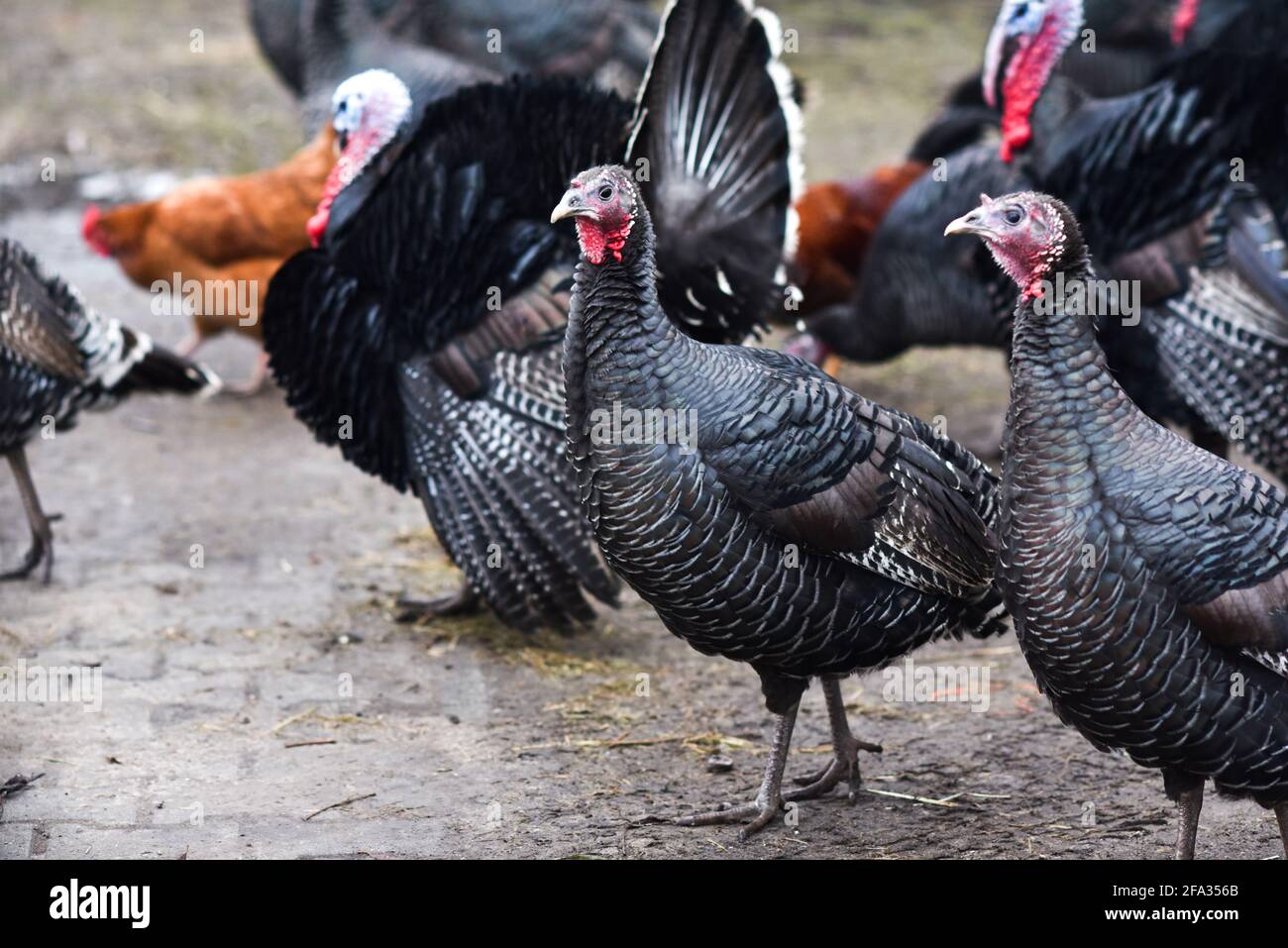 Farm animals on display hi-res stock photography and images - Alamy