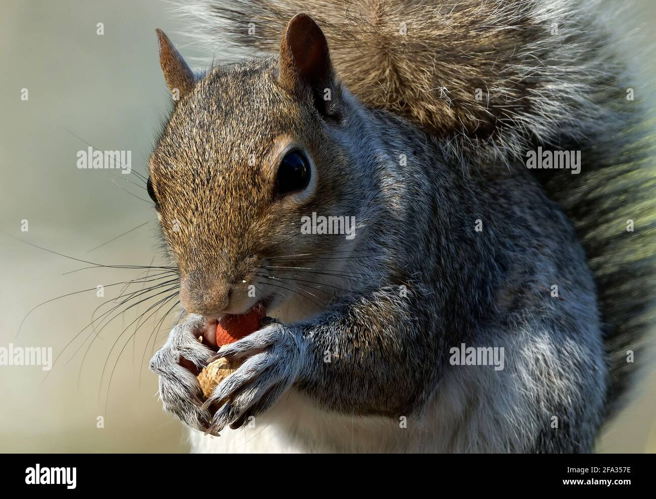 Happily nibbling hi-res stock photography and images - Alamy
