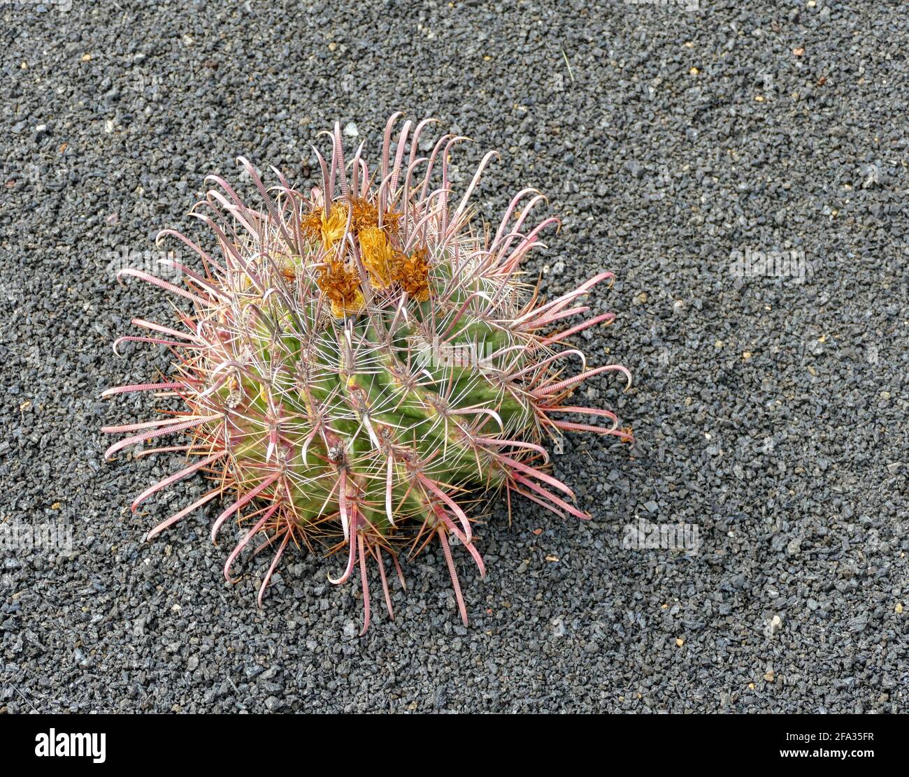 Cactus on ground hi-res stock photography and images - Alamy