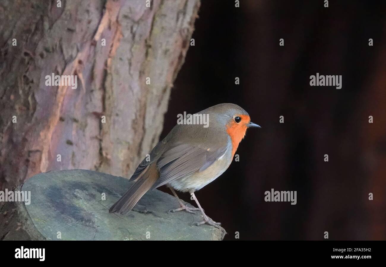 Cute fat robin hi-res stock photography and images - Alamy