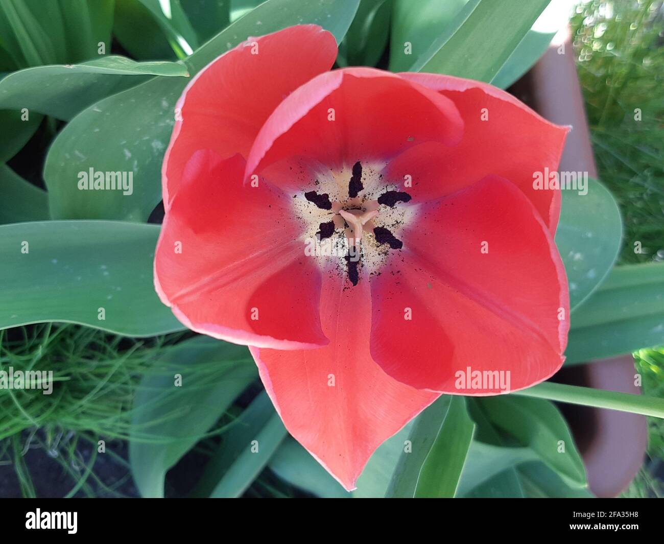 Pink tulip seen from above Stock Photo - Alamy