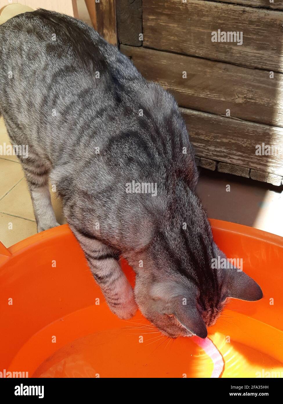 Cat playing with the water contained in a basin Stock Photo - Alamy