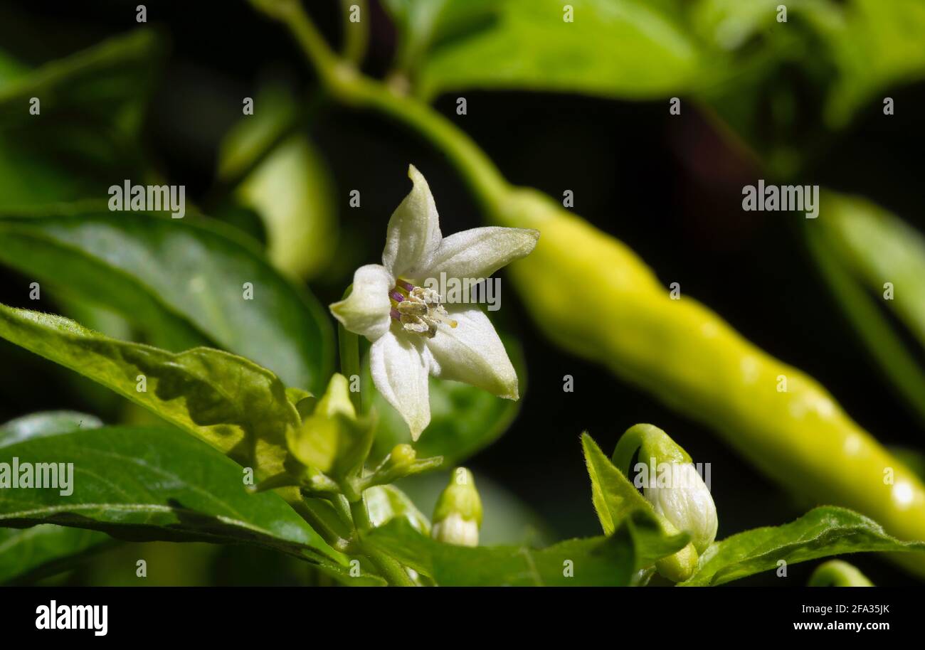 Chilli flower hi-res stock photography and images - Alamy