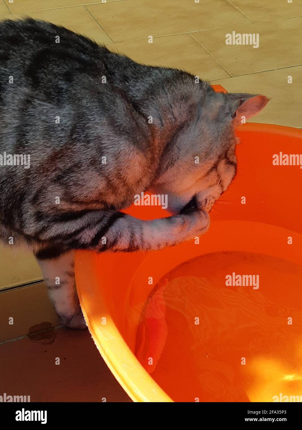 Drinking water basin hi-res stock photography and images - Alamy