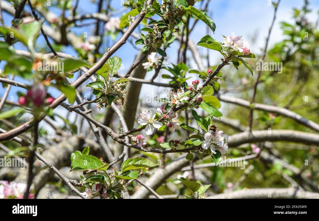 Blooming apple tree Stock Photo - Alamy