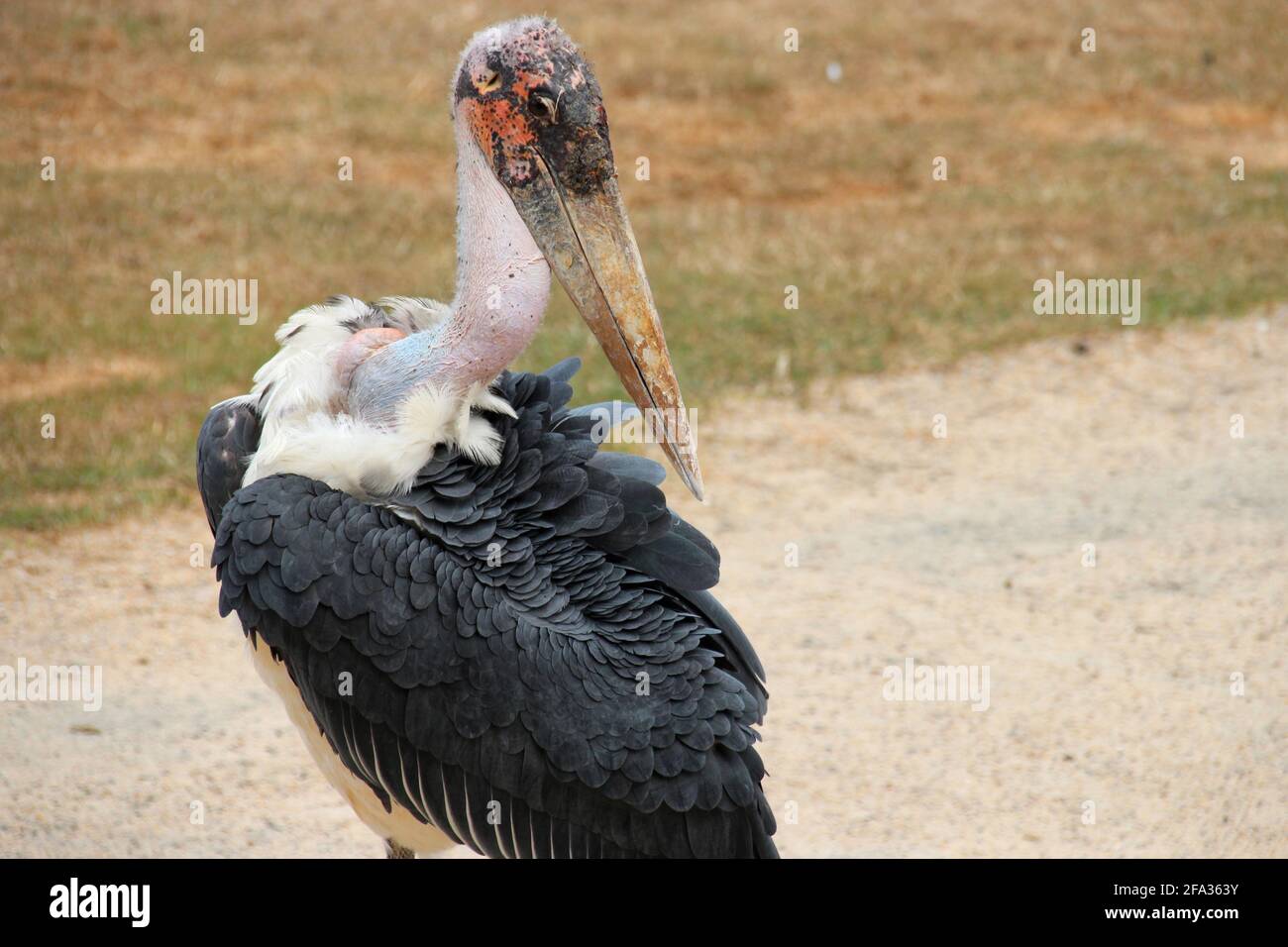 marabou in a zoo in france Stock Photo - Alamy