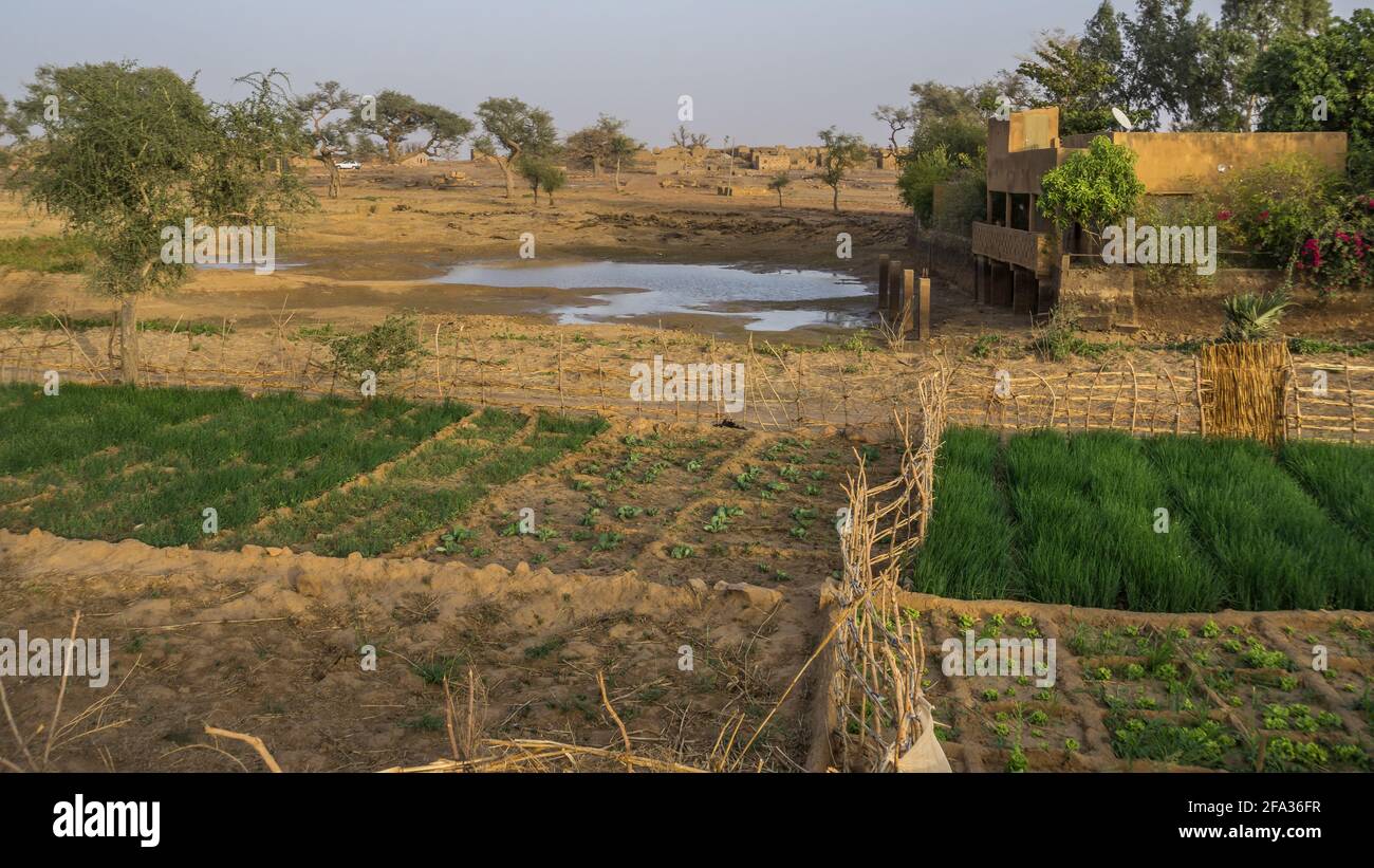 Mali crops hi-res stock photography and images - Alamy