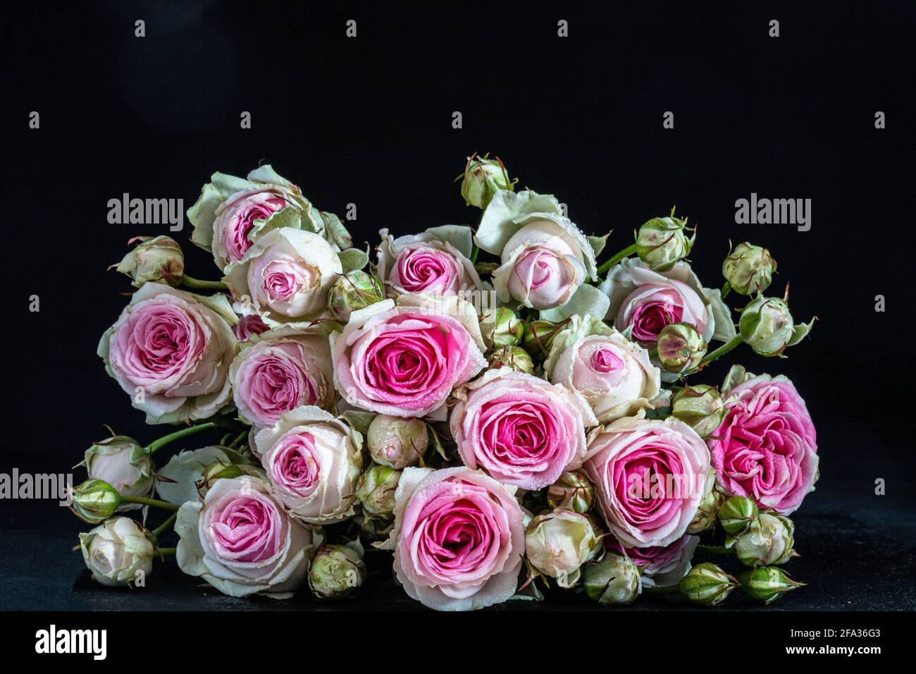 roses in black background Stock Photo - Alamy