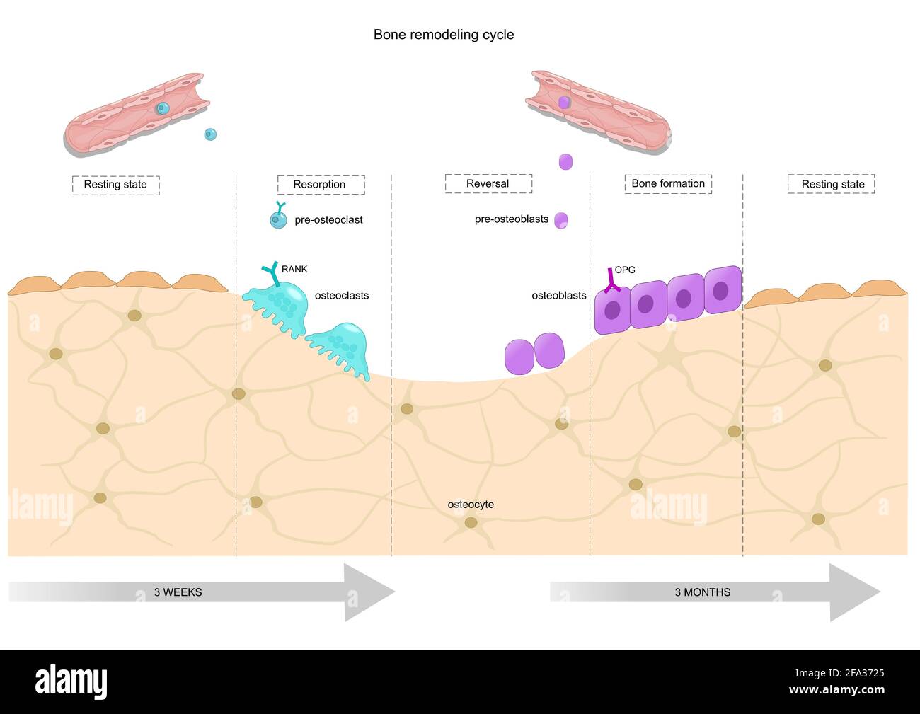 Osteoclasts hi-res stock photography and images - Alamy
