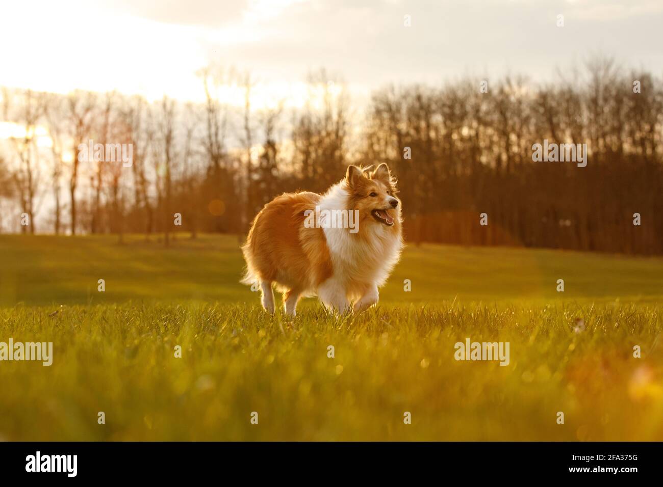 Shetland sheepdog running and playing in sunset park Stock Photo - Alamy