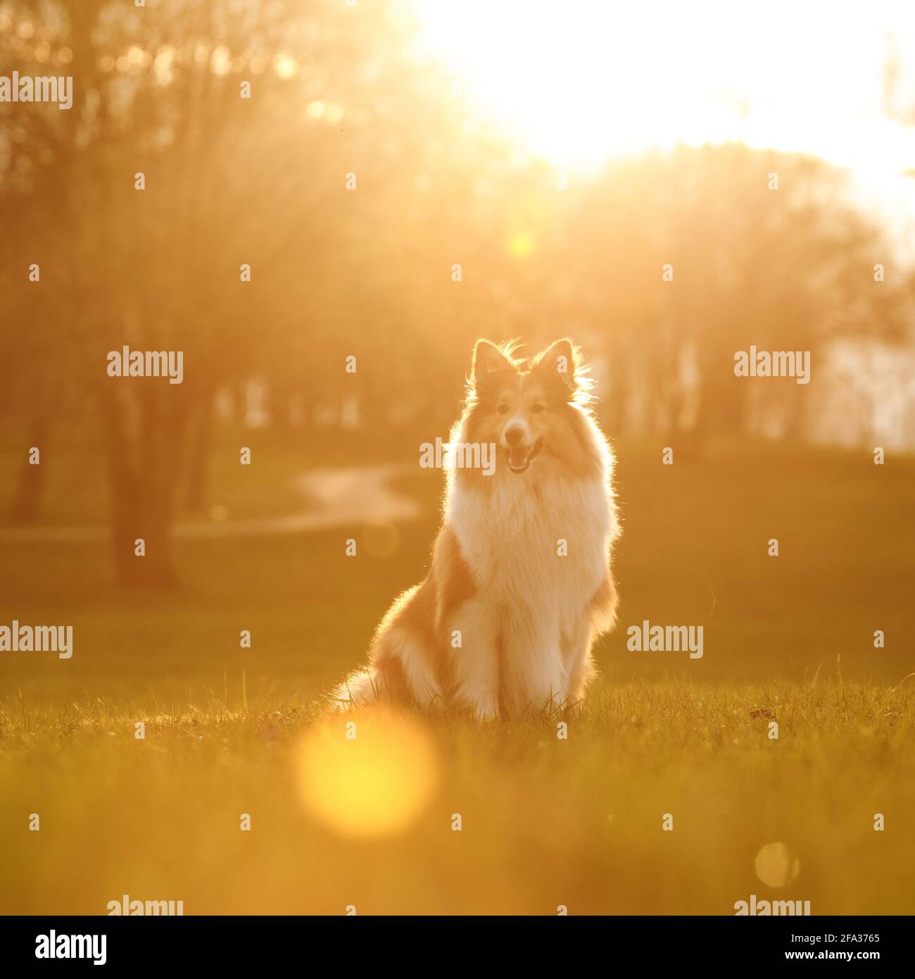 Shetland sheepdog - Sheltie - on a sunset park background Stock Photo ...