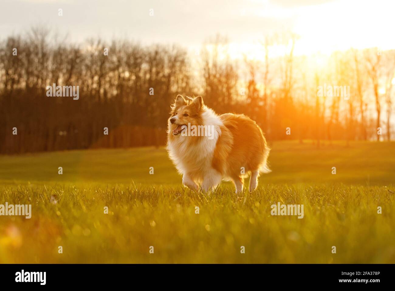 Shetland sheepdog - Sheltie - on a sunset park background Stock Photo ...