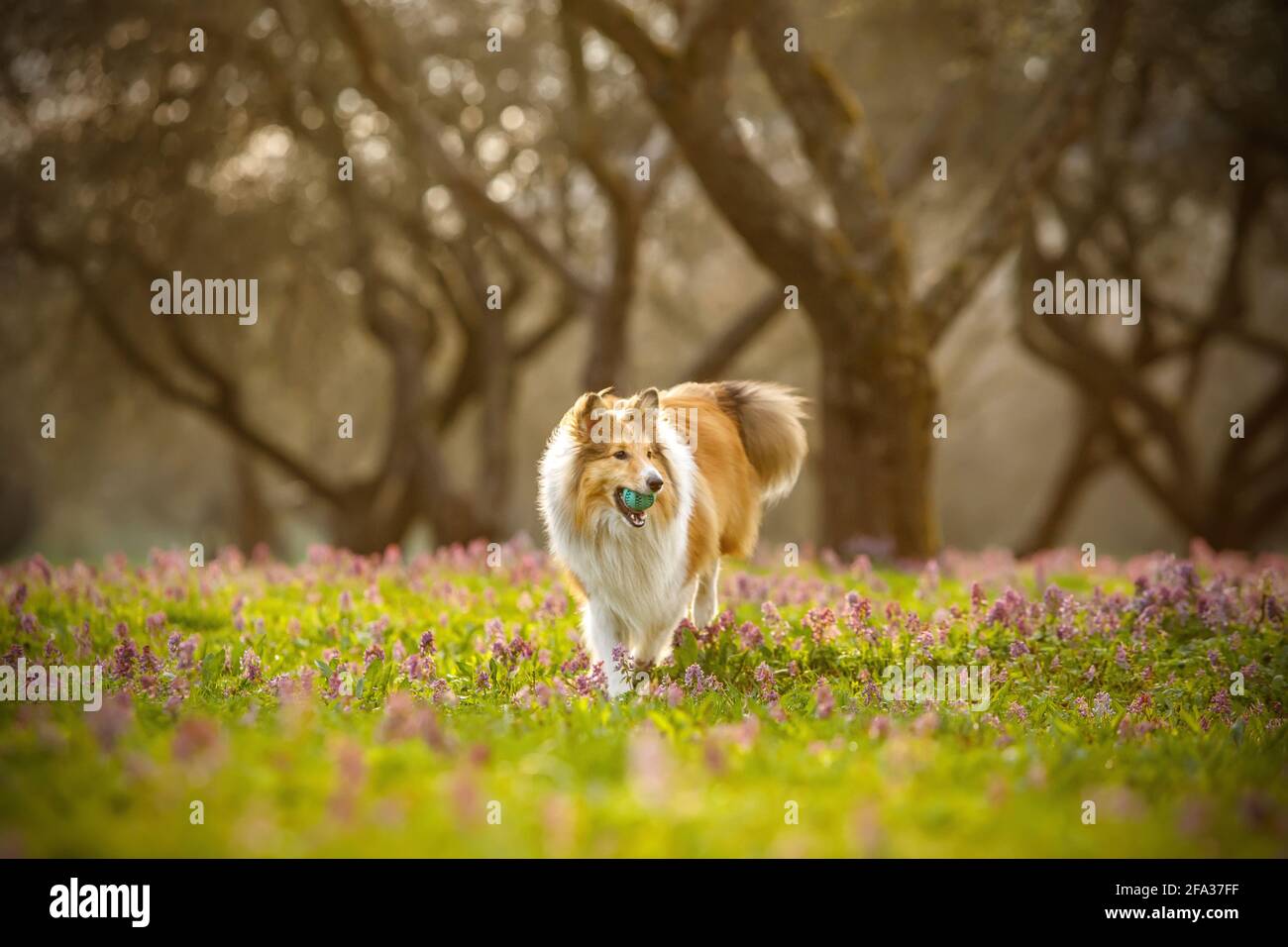 Shetland sheepdog running and playing wirh a ball in sunset park Stock ...