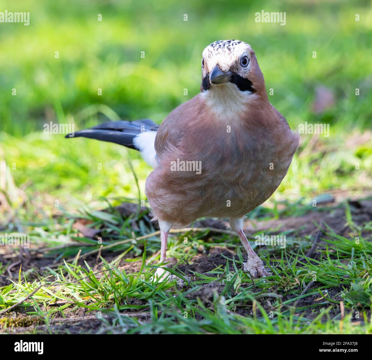 Straight toward camera hi-res stock photography and images - Alamy