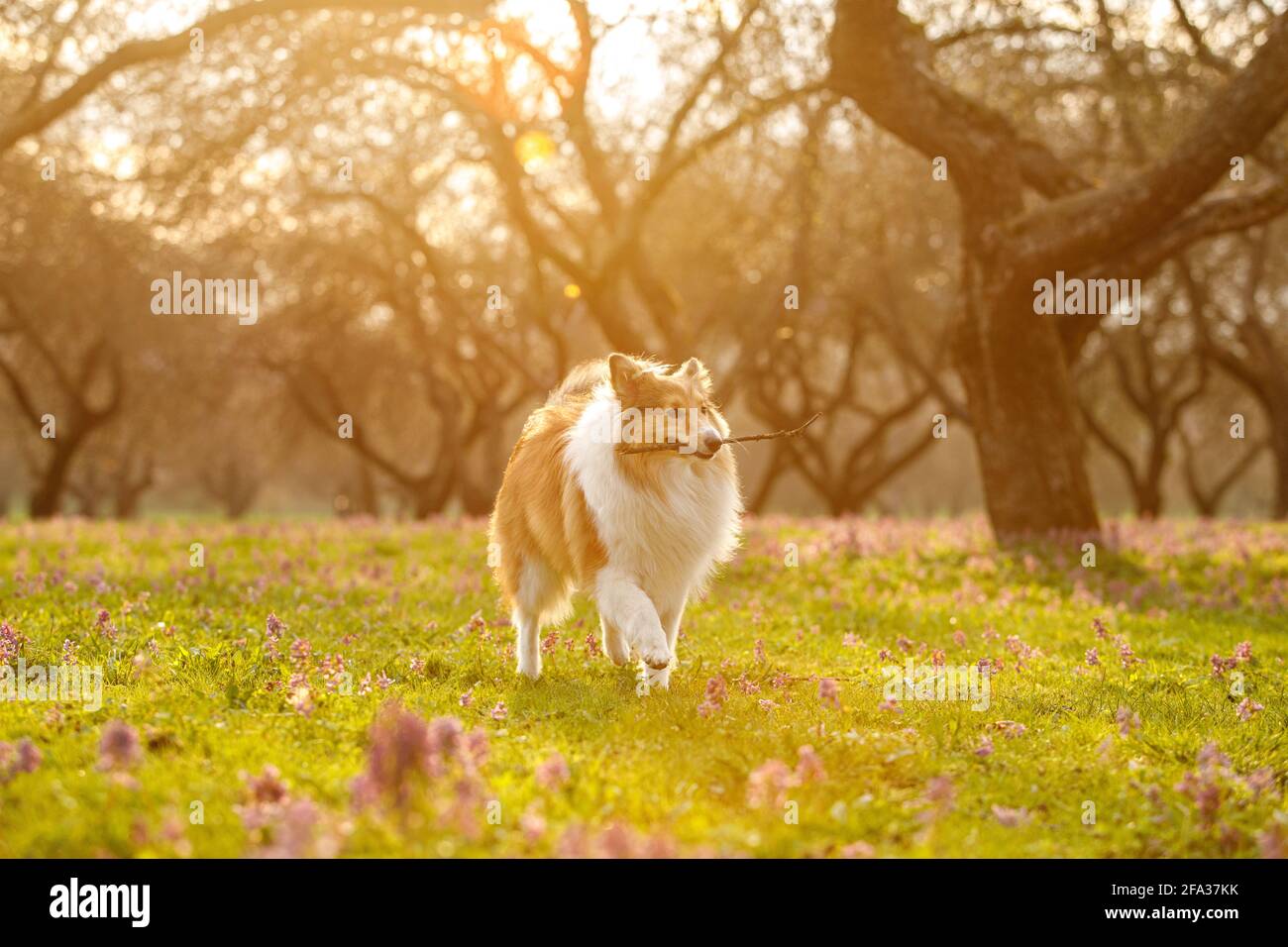 Sheltie gnawing a stick in the park Stock Photo - Alamy
