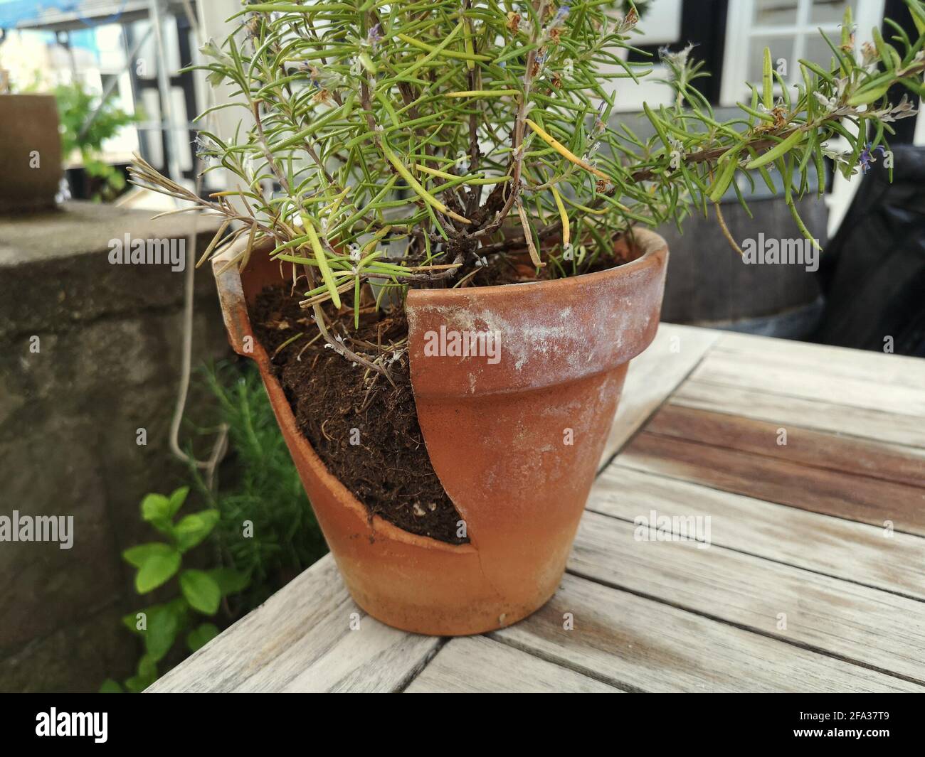 Broken garden container hi-res stock photography and images - Alamy