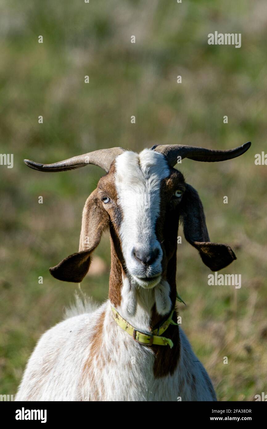 Rove goat hi-res stock photography and images - Alamy