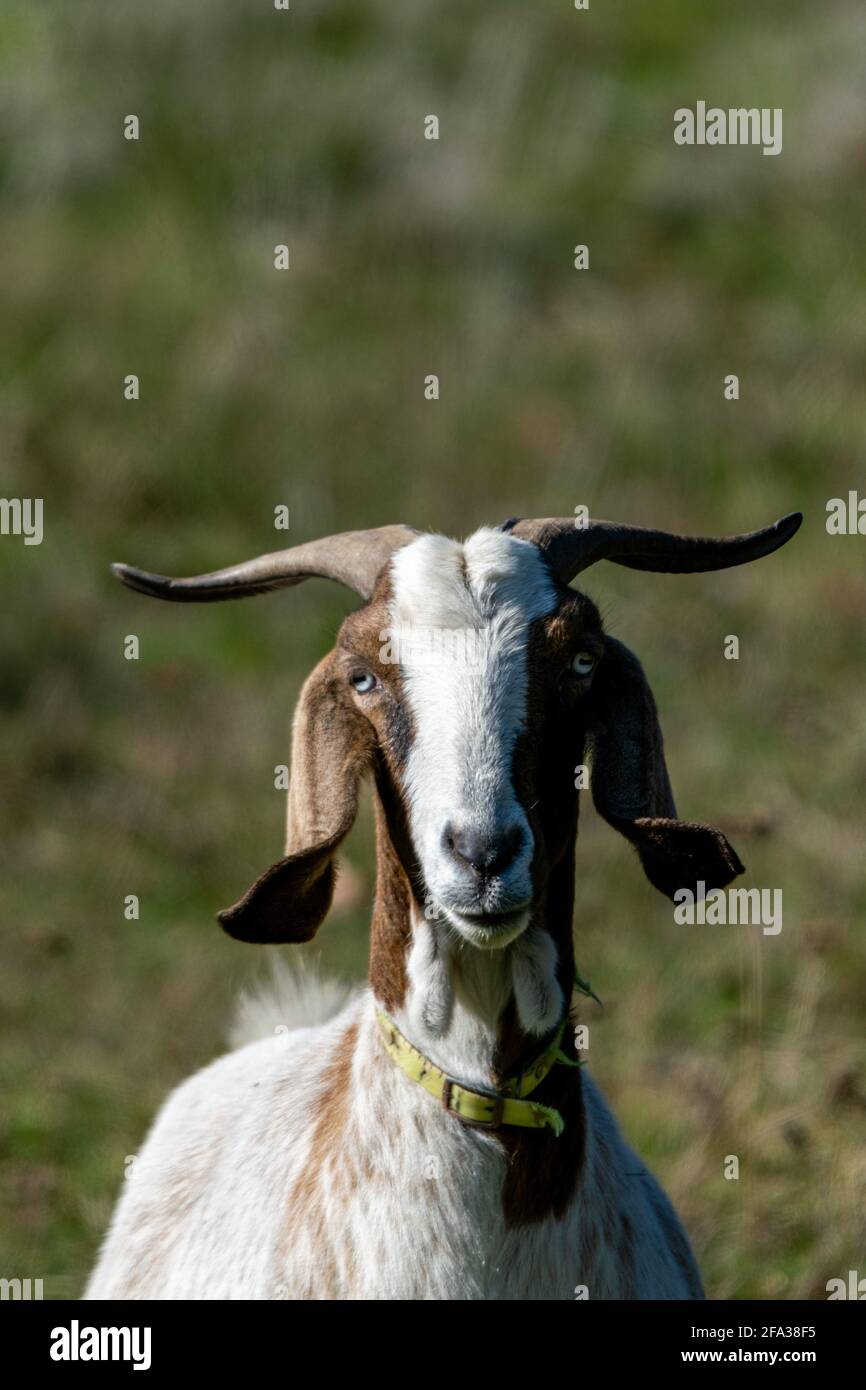 Rove goat hi-res stock photography and images - Alamy Rove goat hi-res stock photography and images - Alamy