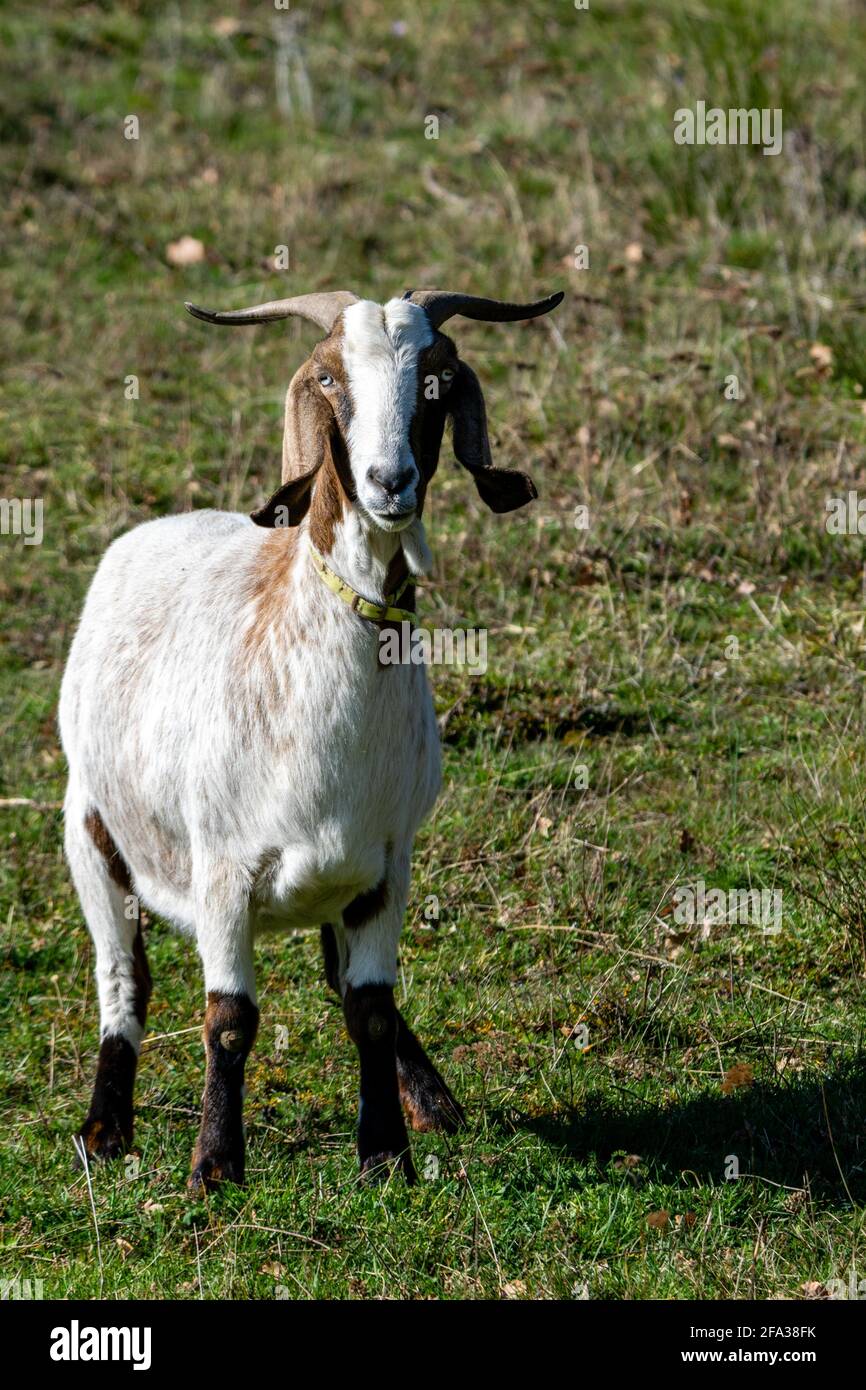 Rove Goat High Resolution Stock Photography and Images - Alamy