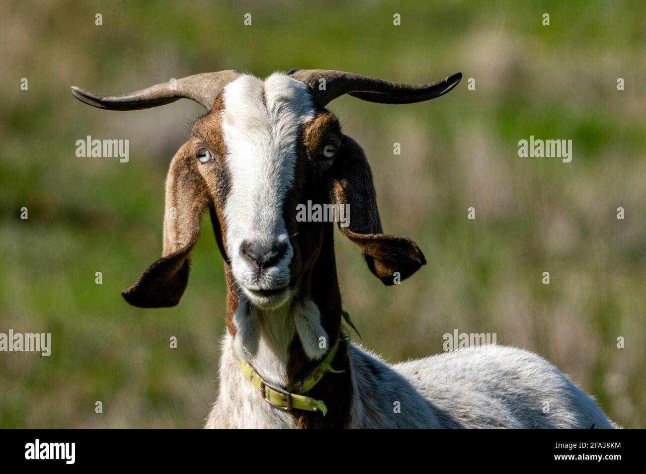 portrait of rove goat in pasture Stock Photo - Alamy