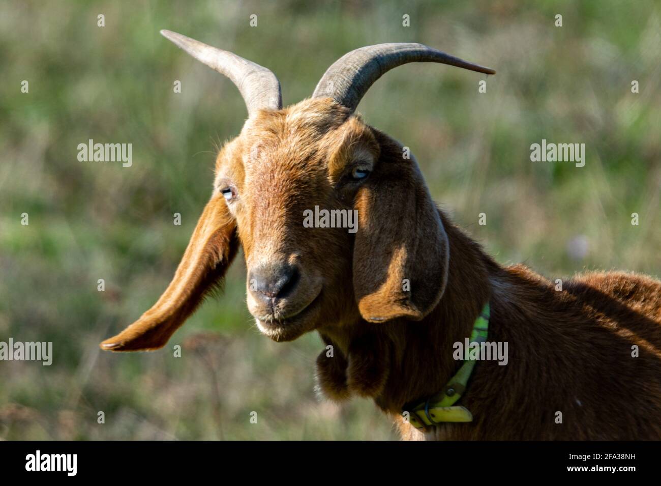 Rove goat hi-res stock photography and images - Alamy
