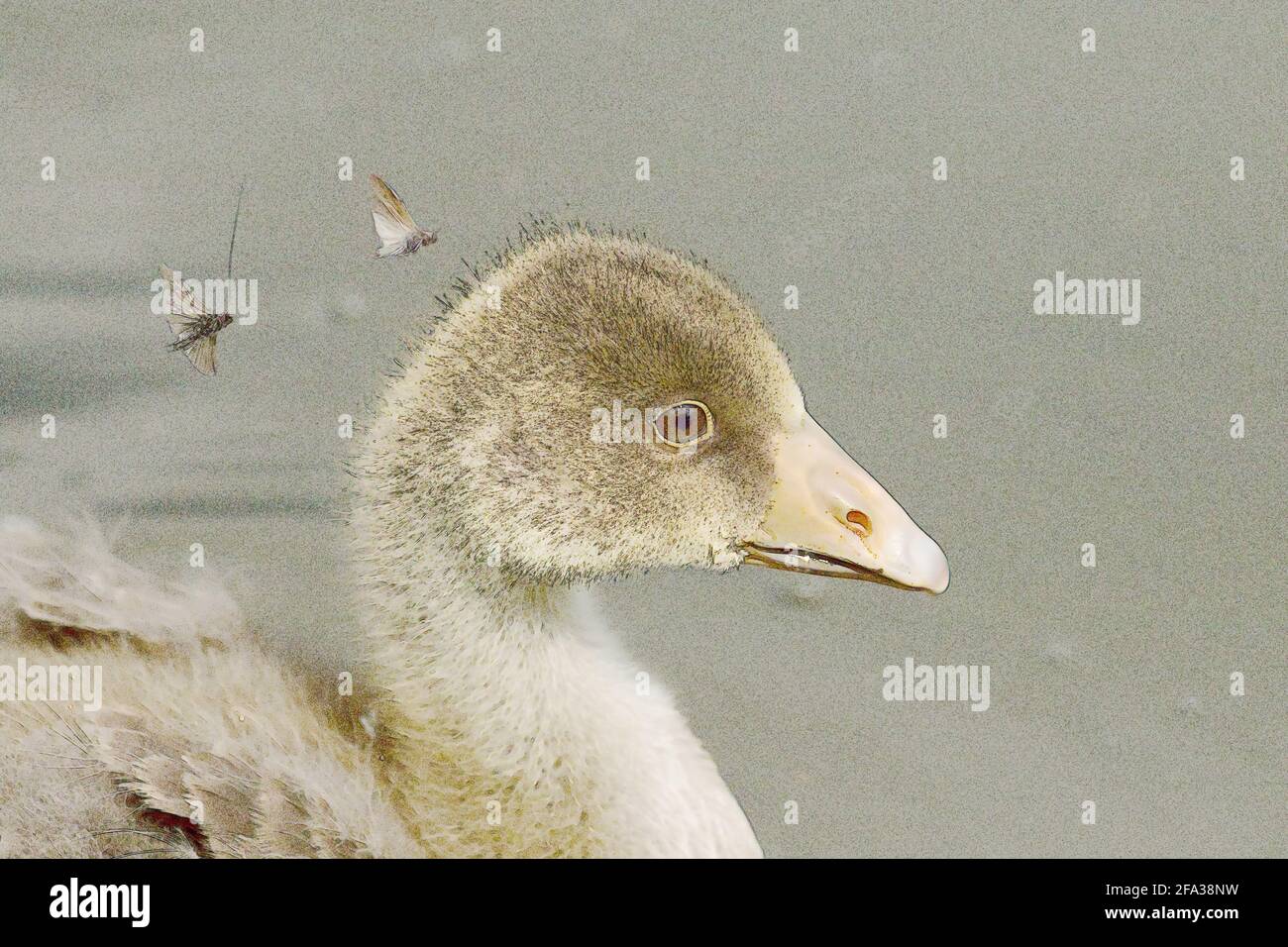 Digital floating around head hi-res stock photography and images - Alamy