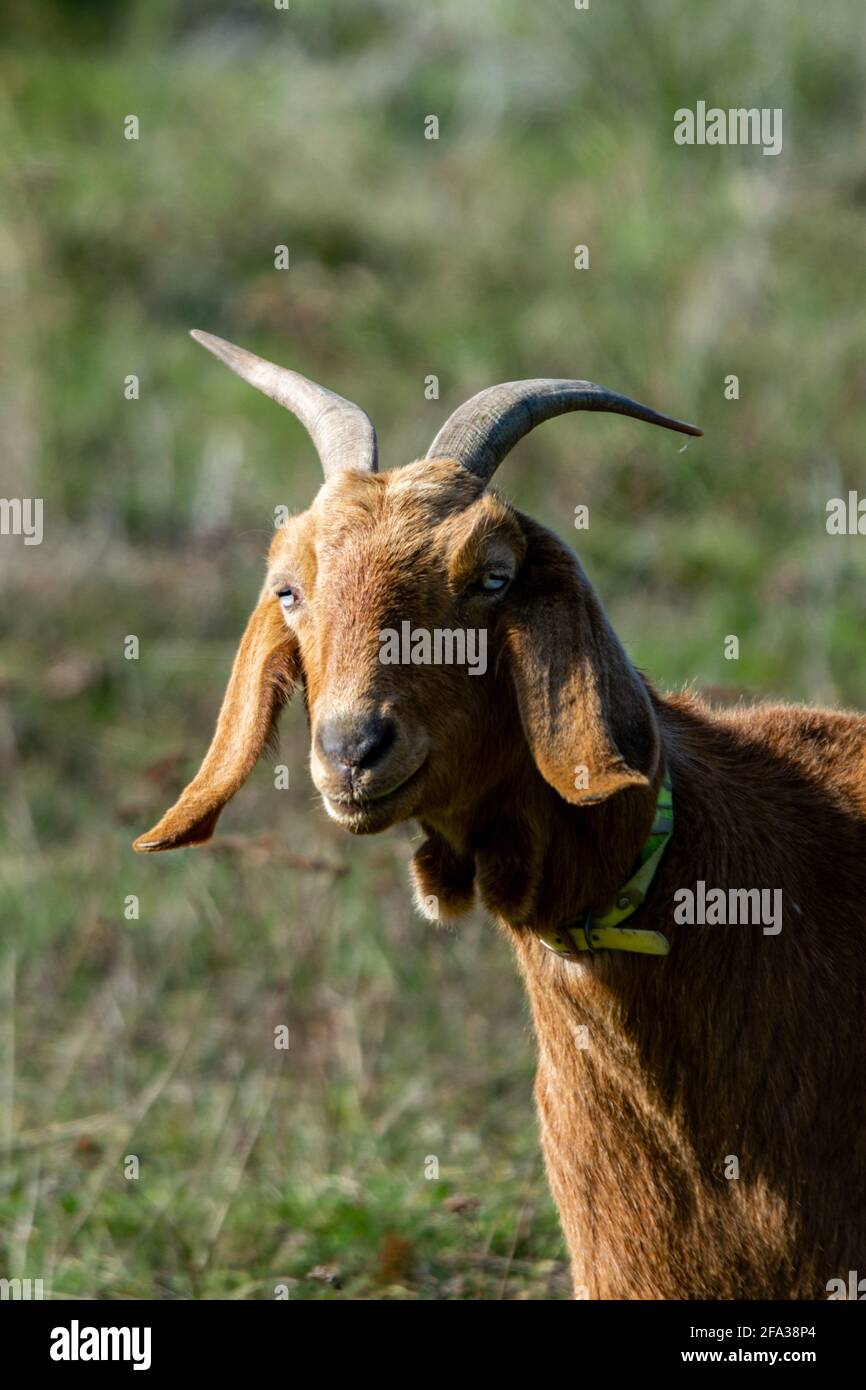 Rove goat hi-res stock photography and images - Alamy Rove goat hi-res stock photography and images - Alamy