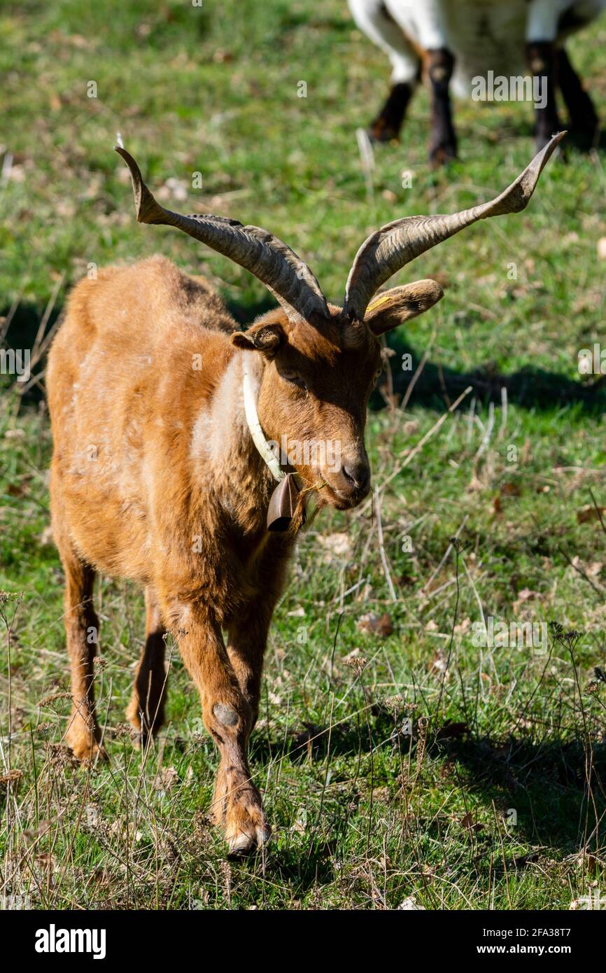 Rove cattle hi-res stock photography and images - Alamy
