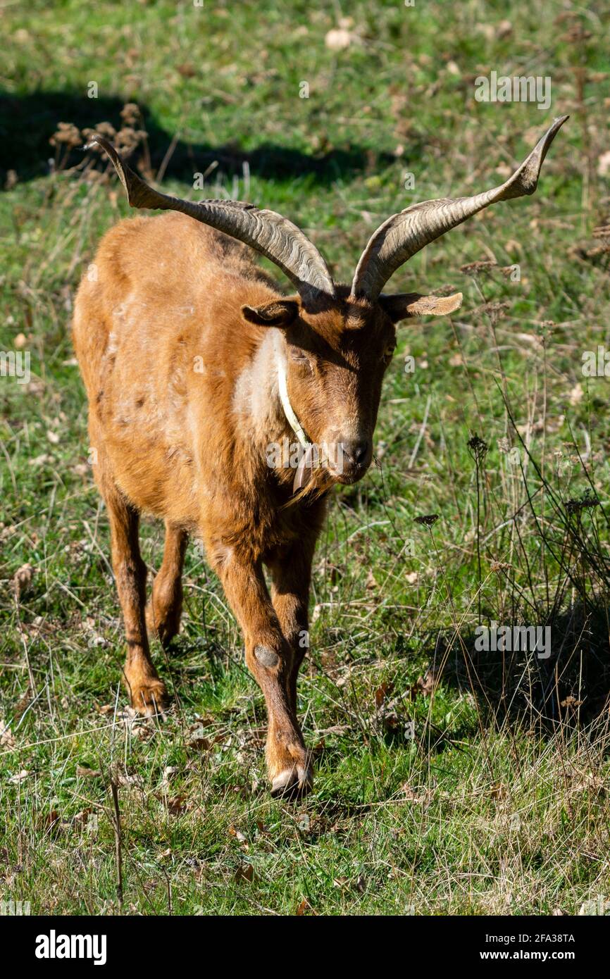 Rove cattle hi-res stock photography and images - Alamy
