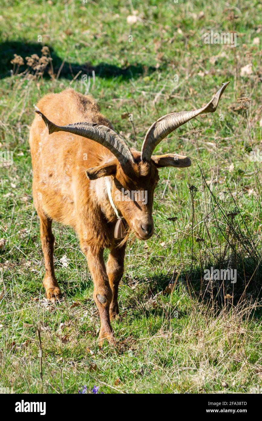 Rove cattle hi-res stock photography and images - Alamy