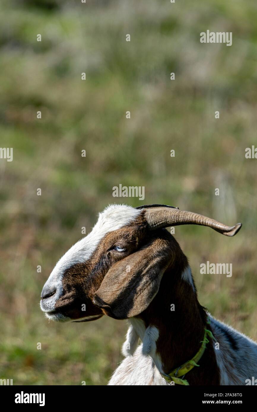 portrait of rove goat in pasture Stock Photo - Alamy