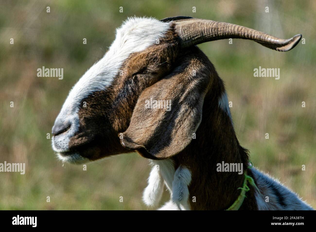 Rove goat hi-res stock photography and images - Alamy