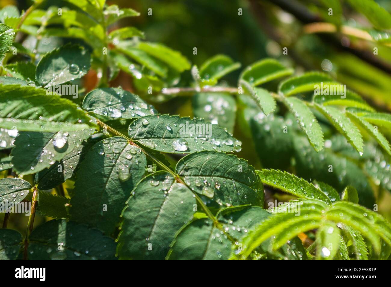 Water drops after rain on the leaves of a dwarf mountain ash close-up ...