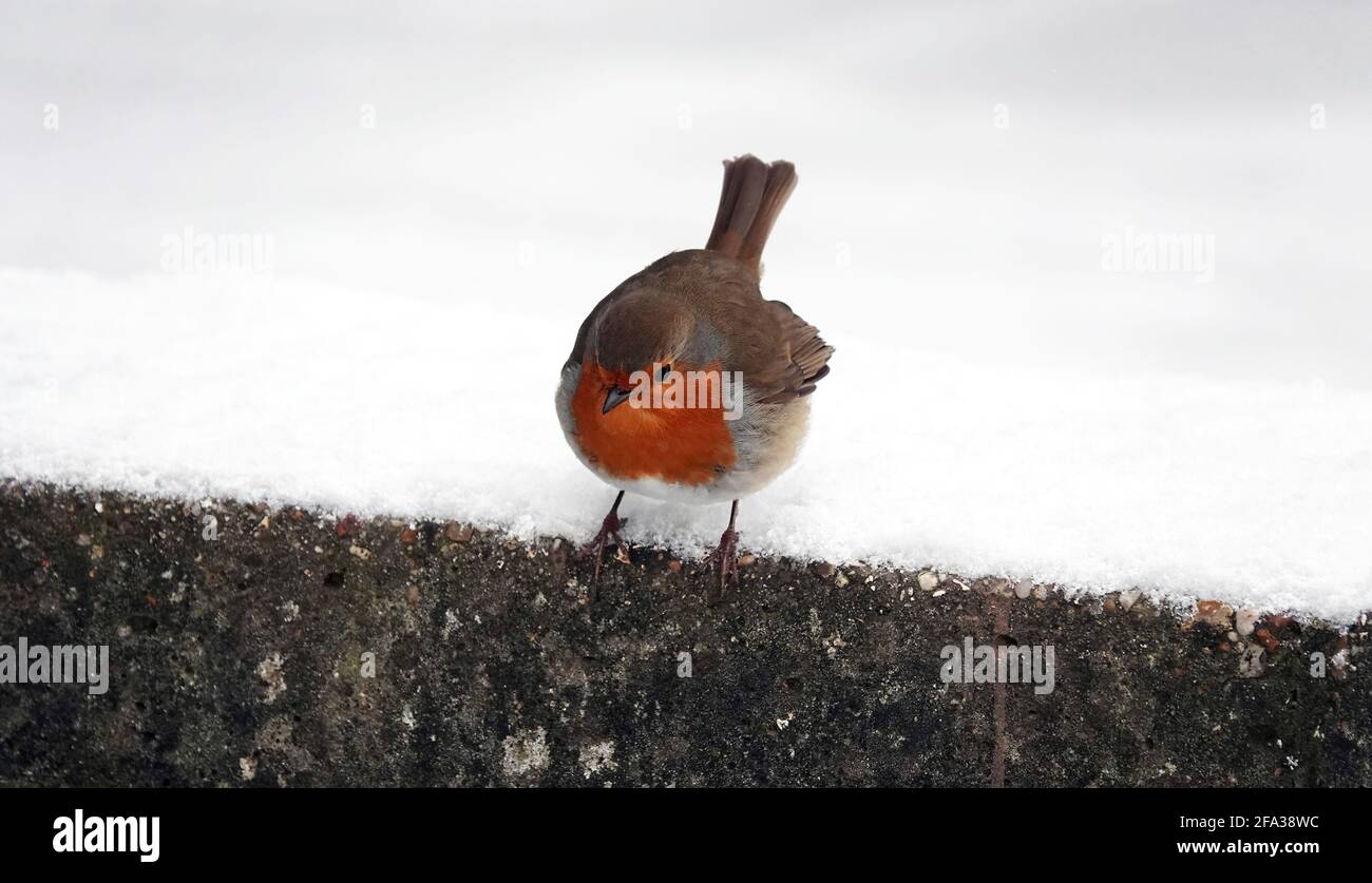 Cute fat robin hi-res stock photography and images - Alamy