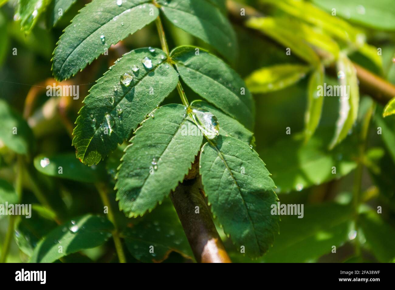 Water drops after rain on the leaves of a dwarf mountain ash close-up ...