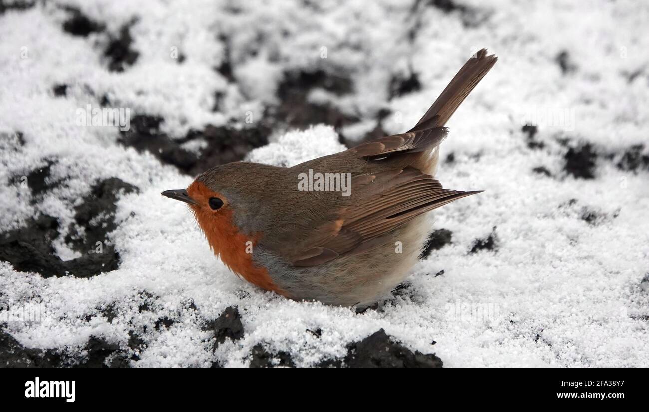 Chubby robin redbreast bird with its belly on the snow Stock Photo - Alamy