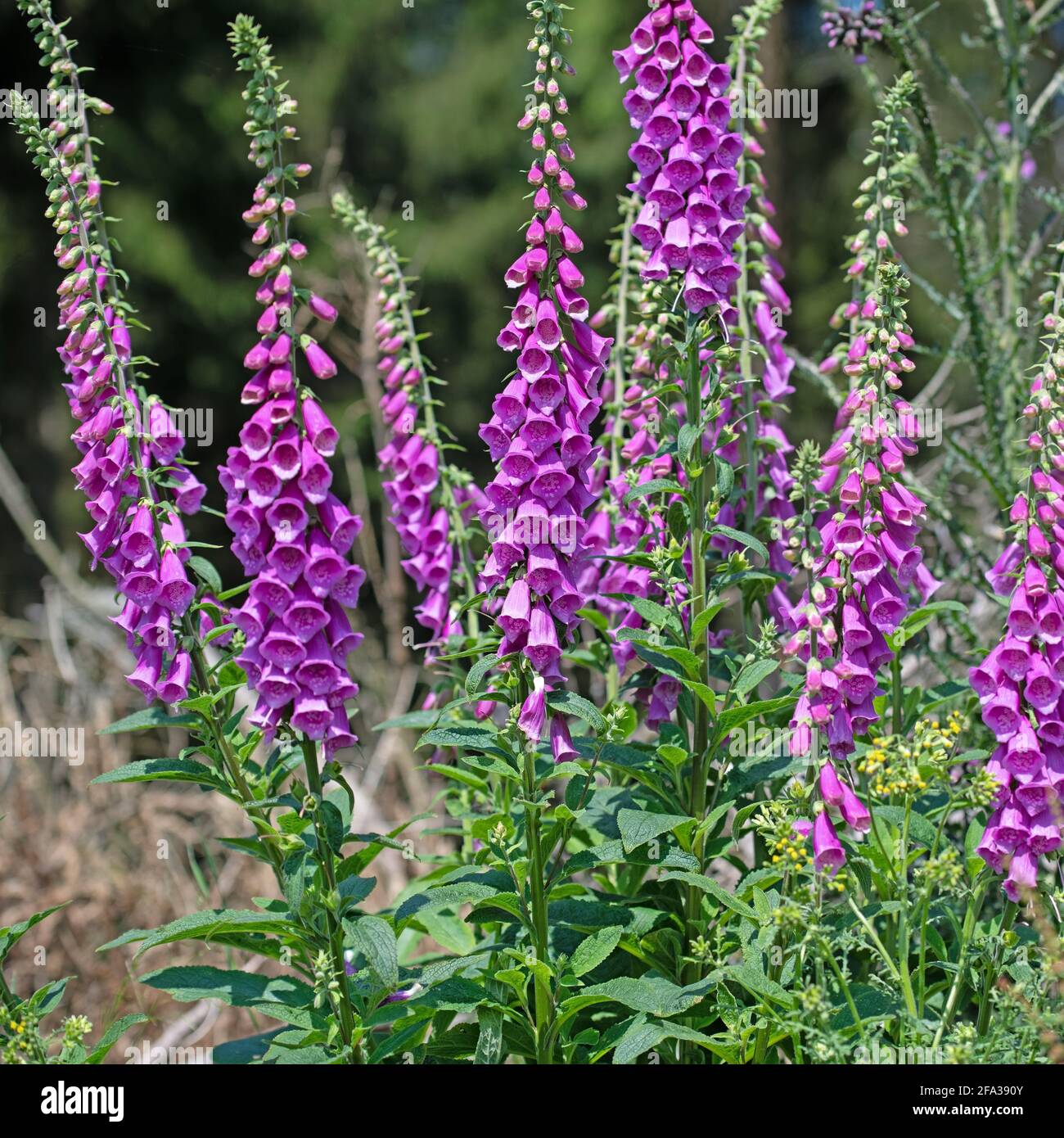 Digitalis blossoms hi-res stock photography and images - Alamy