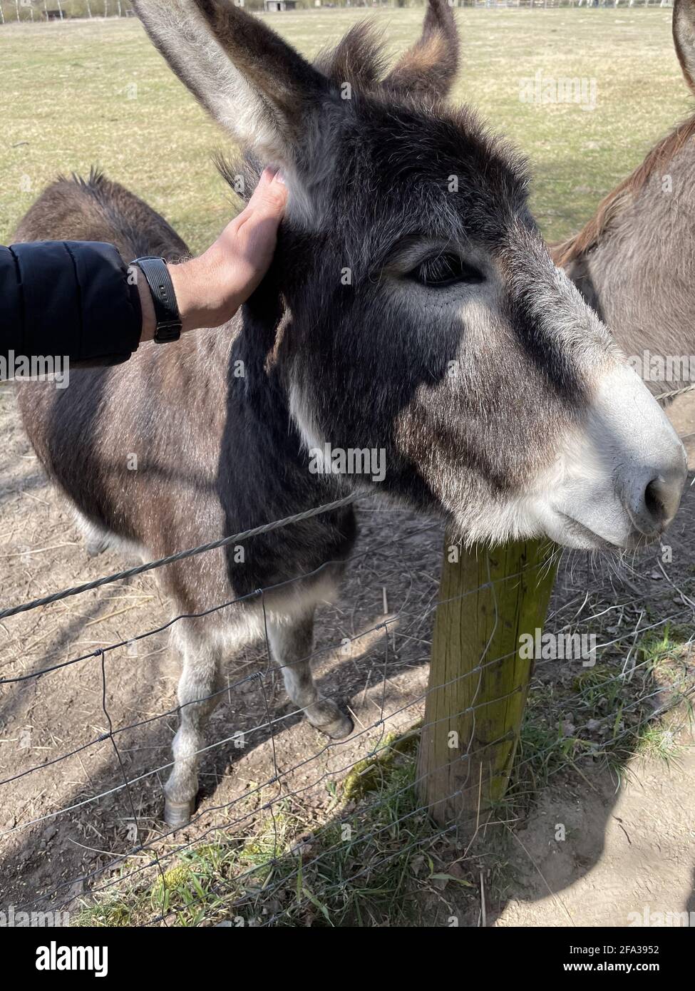 Human and donkey head hi-res stock photography and images - Alamy