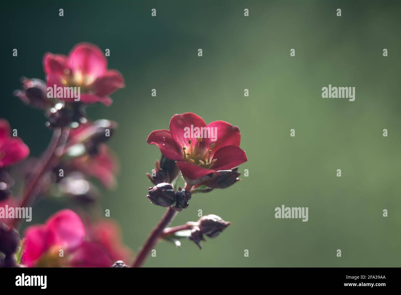 Saxifraga - a genus of plants belonging to the saxifrage family Stock ...