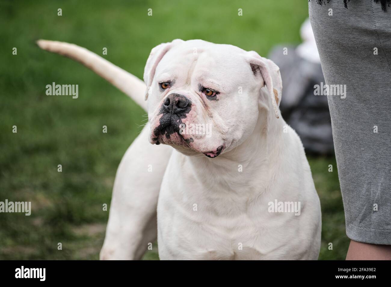 Russia, Krasnodar April 18, 2021-Dog show of all breeds. A big fighting ...