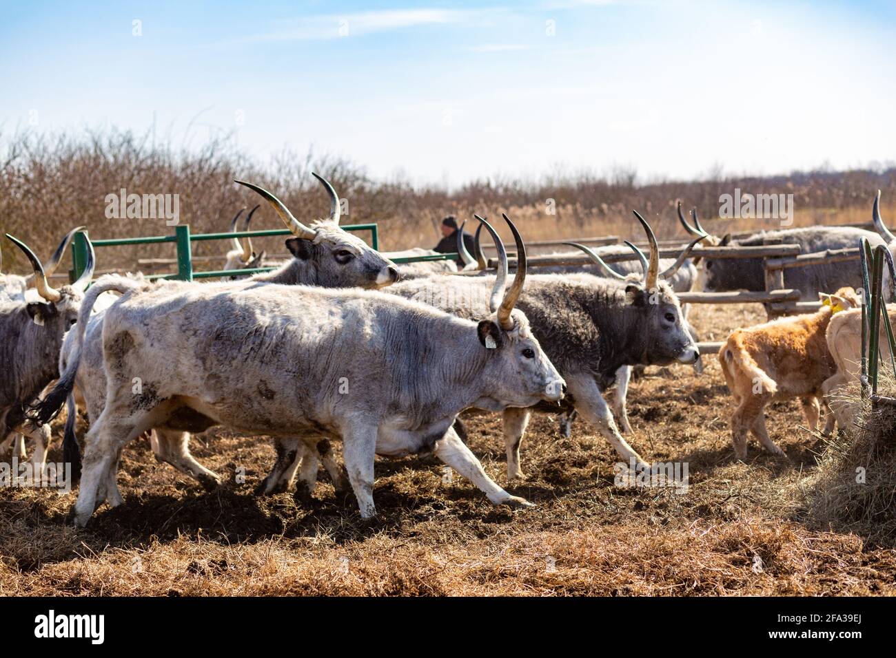 Hortobagy hi-res stock photography and images - Alamy