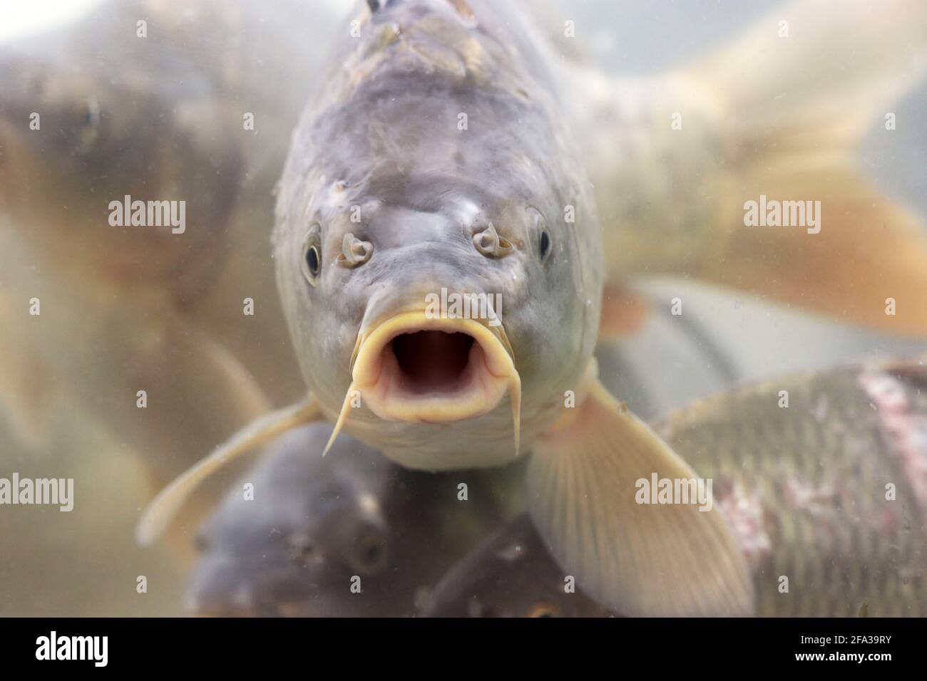 Carp farm hi-res stock photography and images - Alamy
