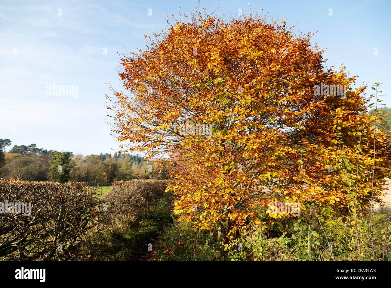 Treetop walking path in hi-res stock photography and images - Alamy