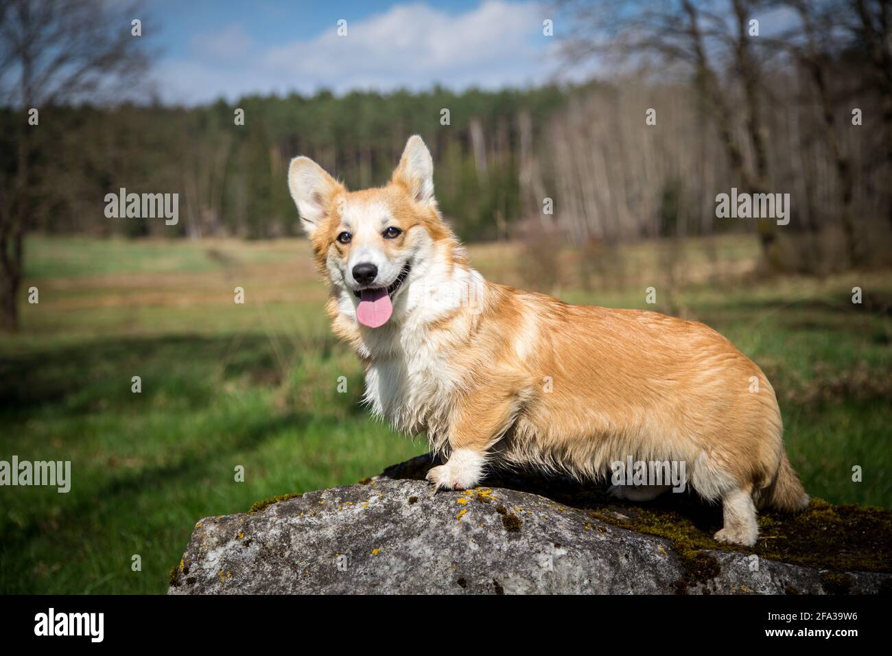 Corgi stone hi-res stock photography and images - Alamy