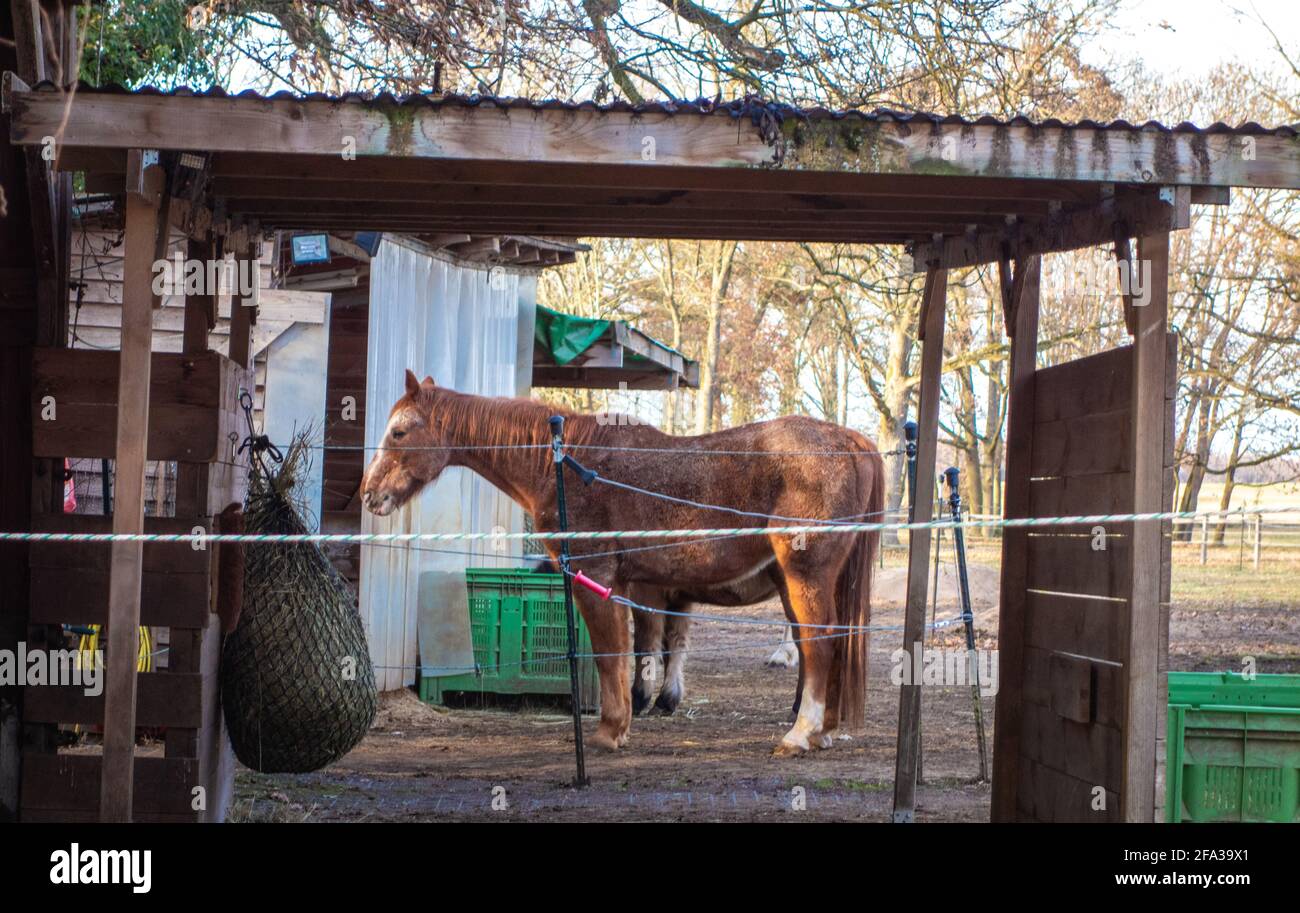 Horse house hi-res stock photography and images - Alamy